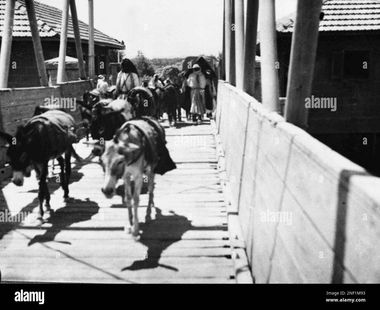 A train of donkeys crosses the Alleby Bridge, over the River Jordan on ...