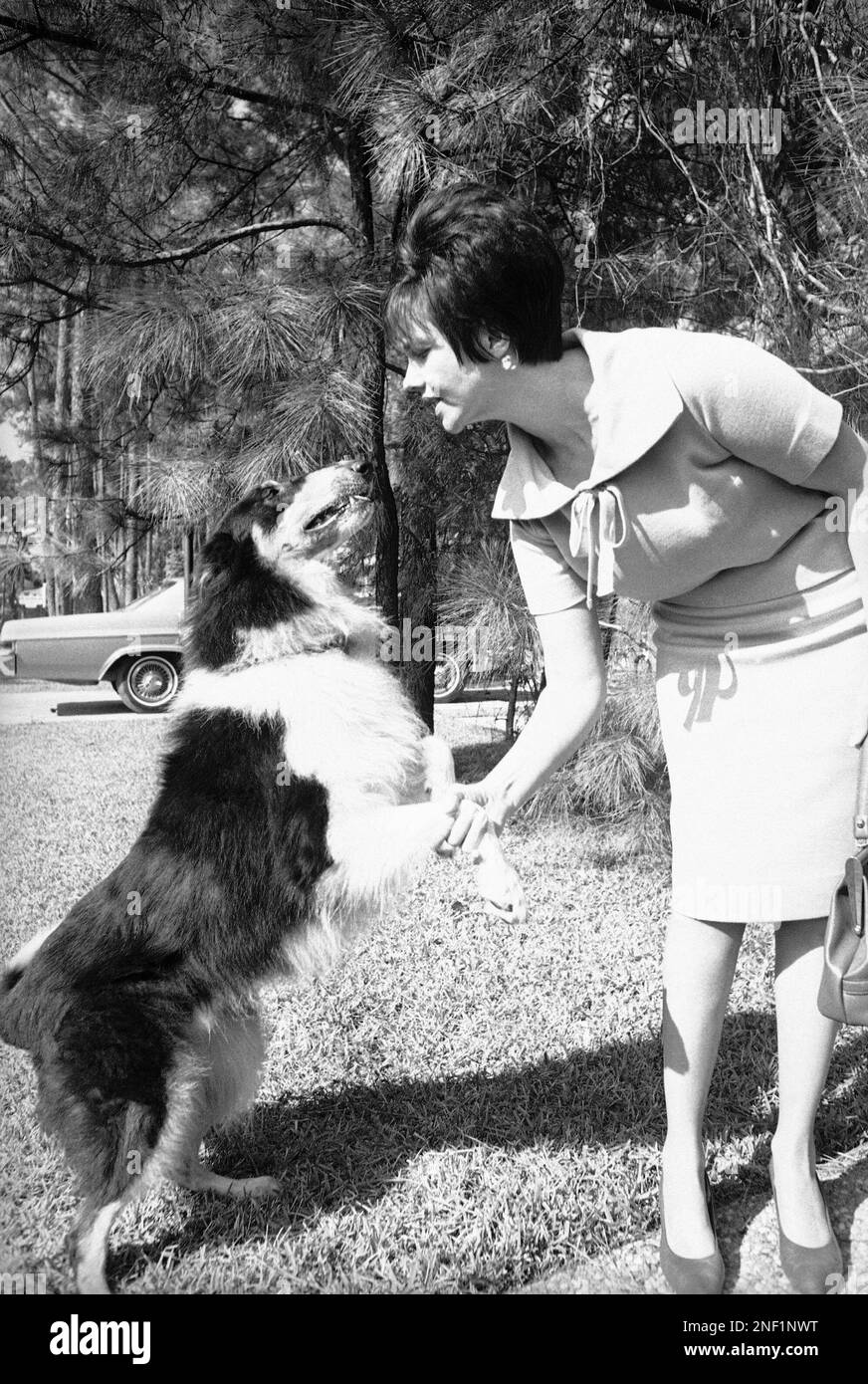McDuff, household pet and guardian of the James A. Lovell home in ...