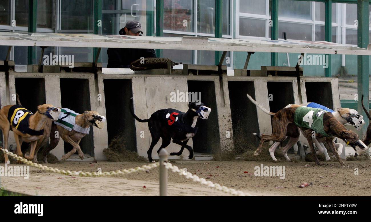 The start of a race at Raynham-Taunton Greyhound Park in Raynham, Mass ...