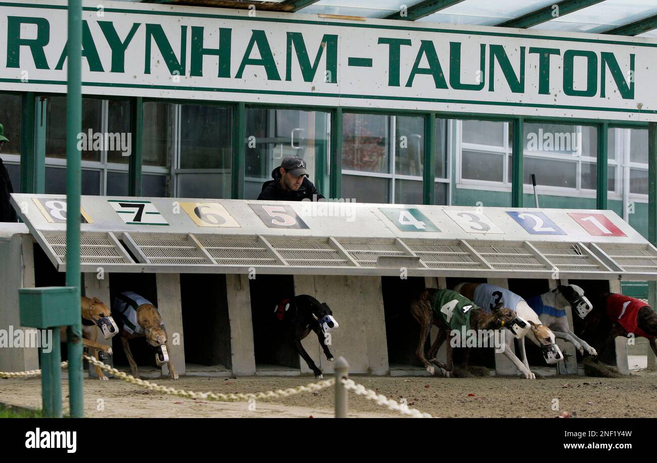 The start of a race at Raynham-Taunton Greyhound Park in Raynham, Mass ...