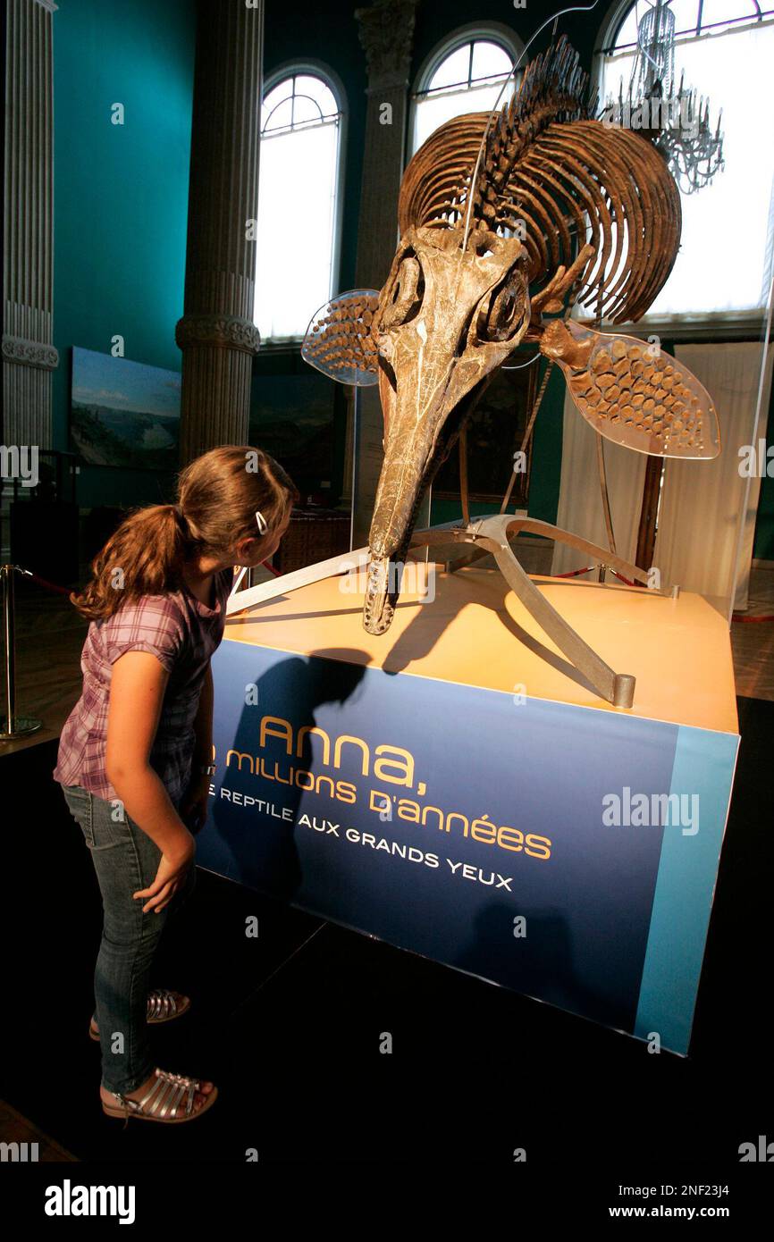 A fossil skeleton of an Ophthalmosaurus, a sea reptile nicknamed "Anna ...