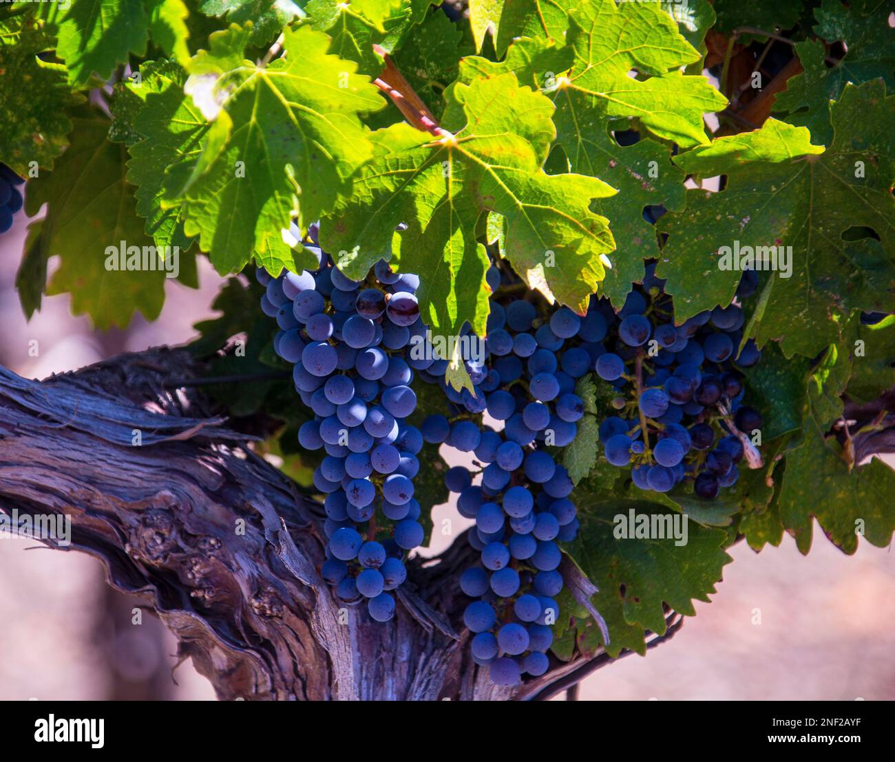 Cultivation and harvesting of grapes hi-res stock photography and images - Alamy