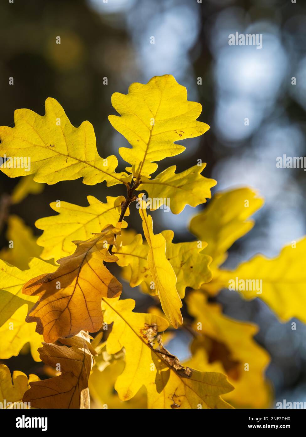 Oak branches with yellow leaves in autumn park. Bright yellow and ...
