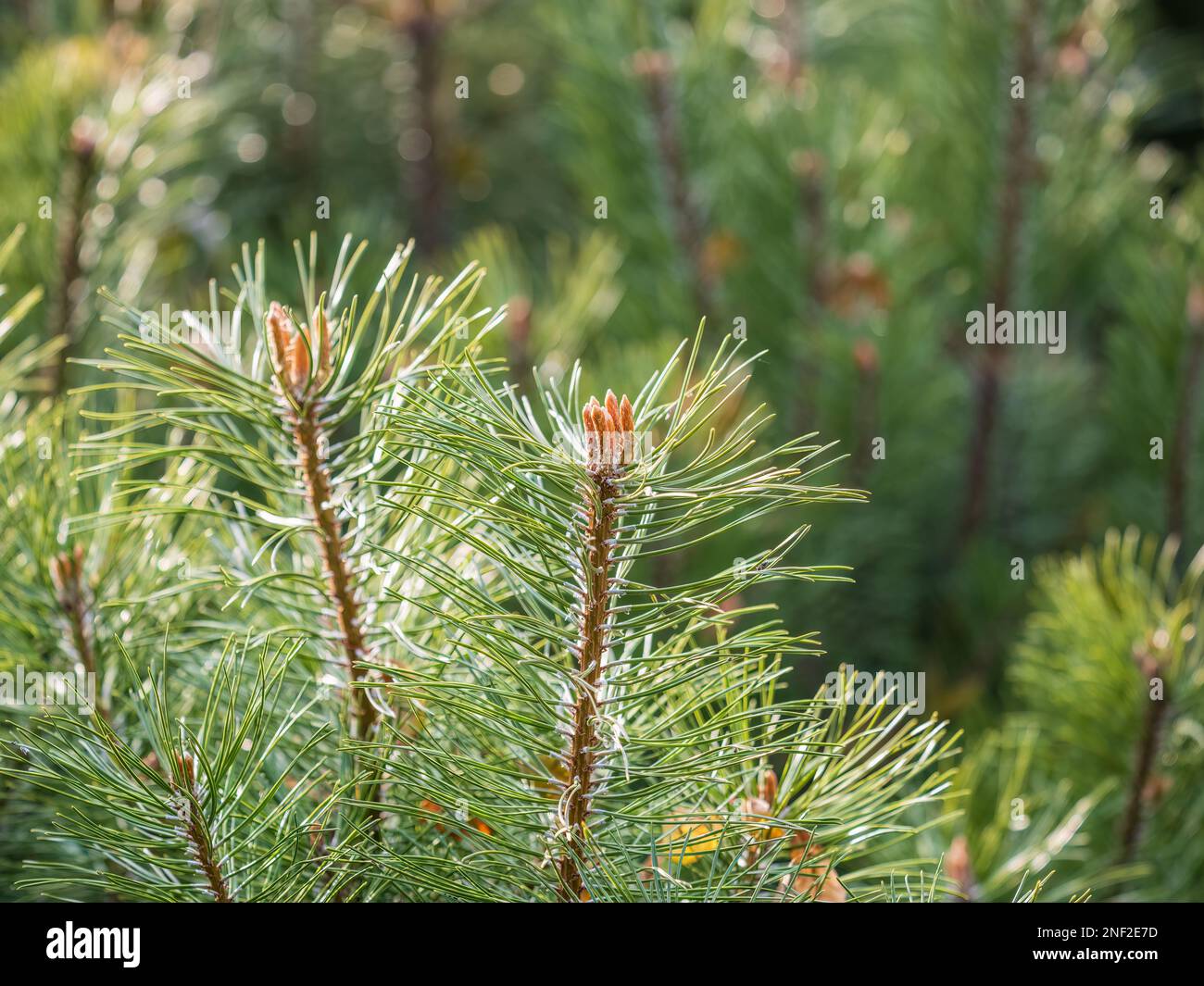 Green small pine trees with fresh shoots in spring or summer. Dense ...