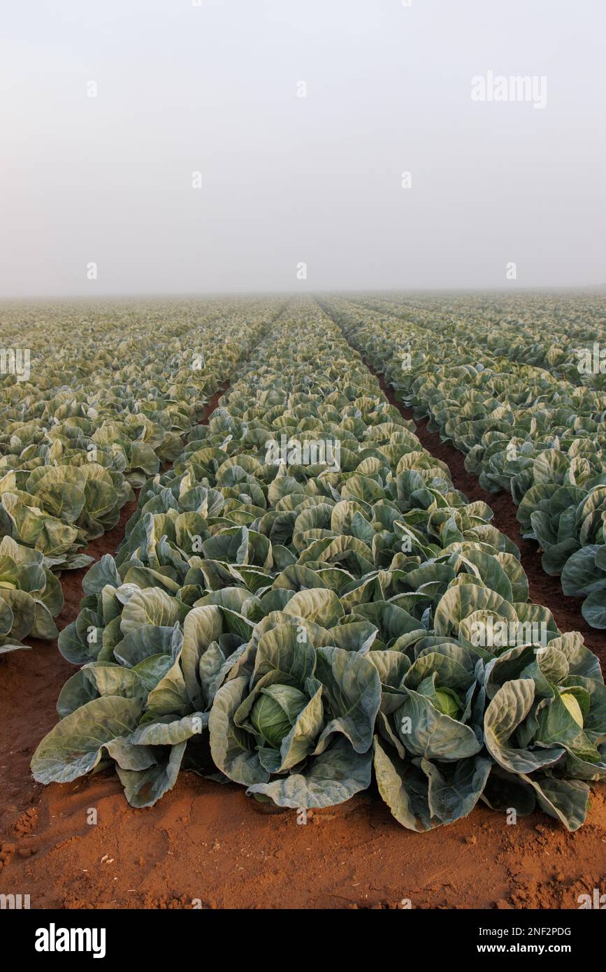 Fog over crops hi-res stock photography and images - Alamy