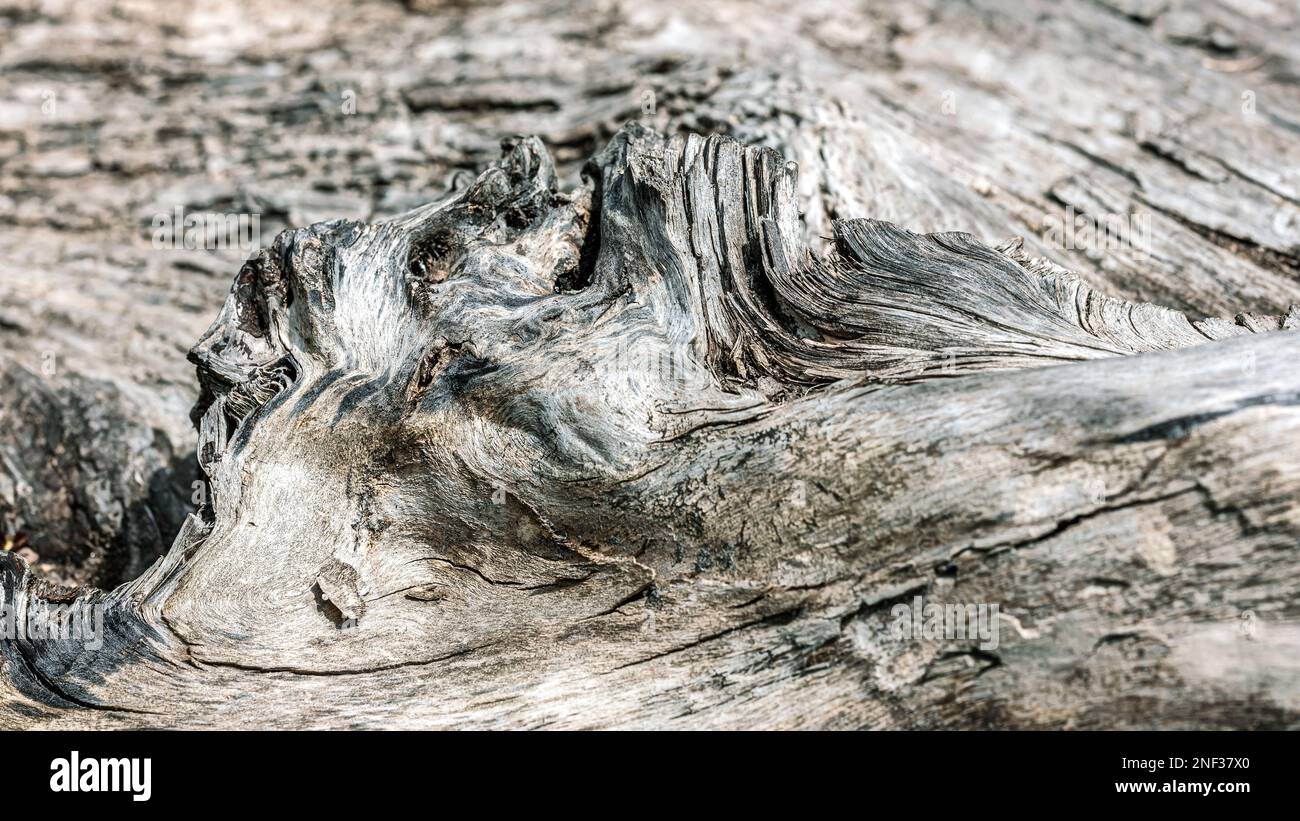 old grey cracked wood log background. natural bleached texture. macro ...