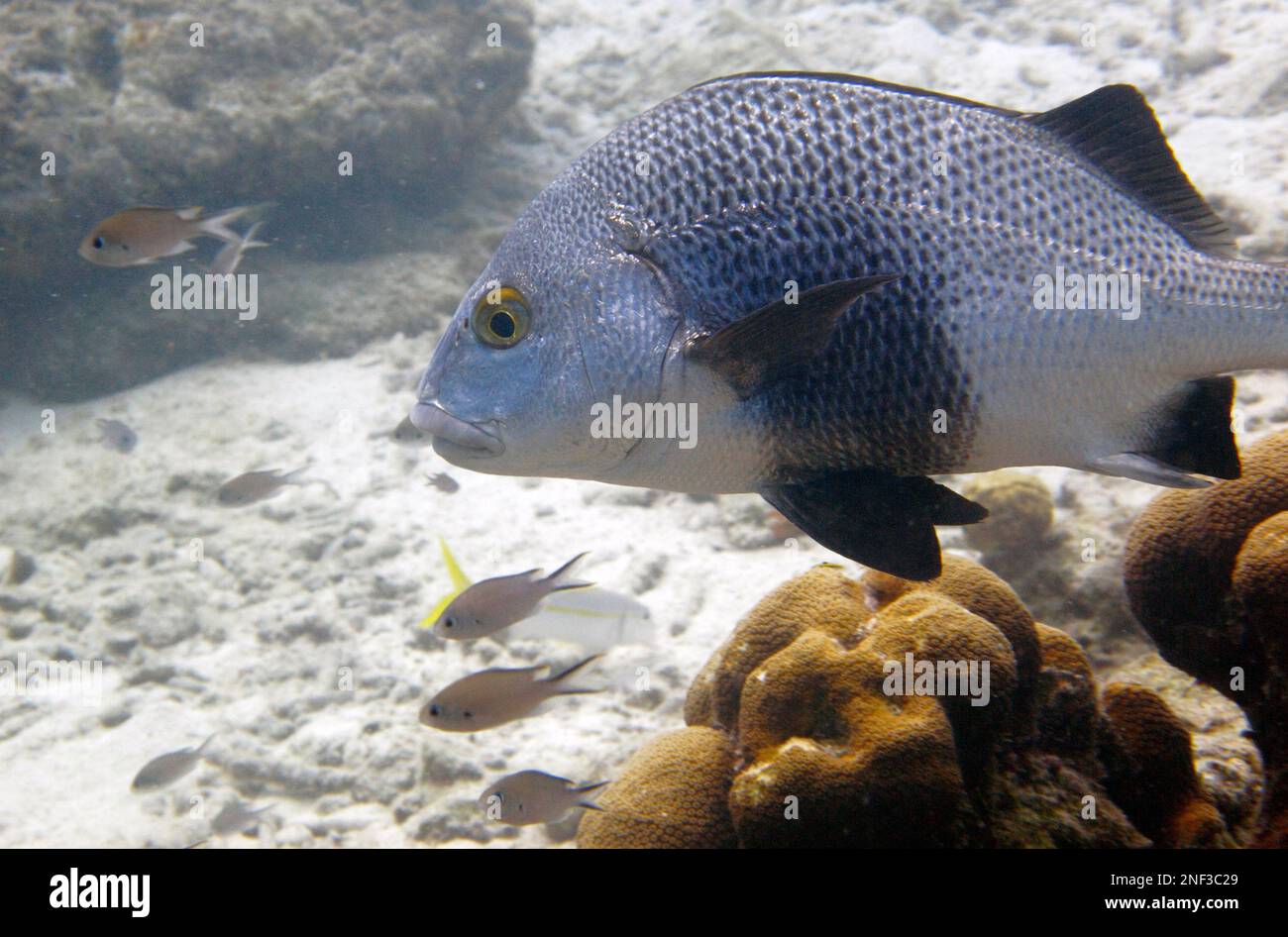 A Black Margate is shown in this underwater photograph taken while ...