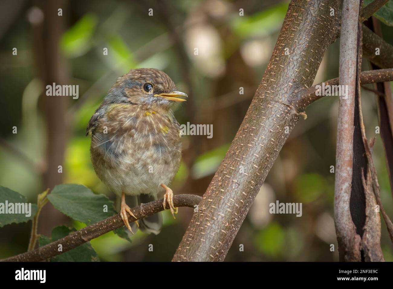 An eastern yellow robin chick standing on a tree branch waiting for its ...