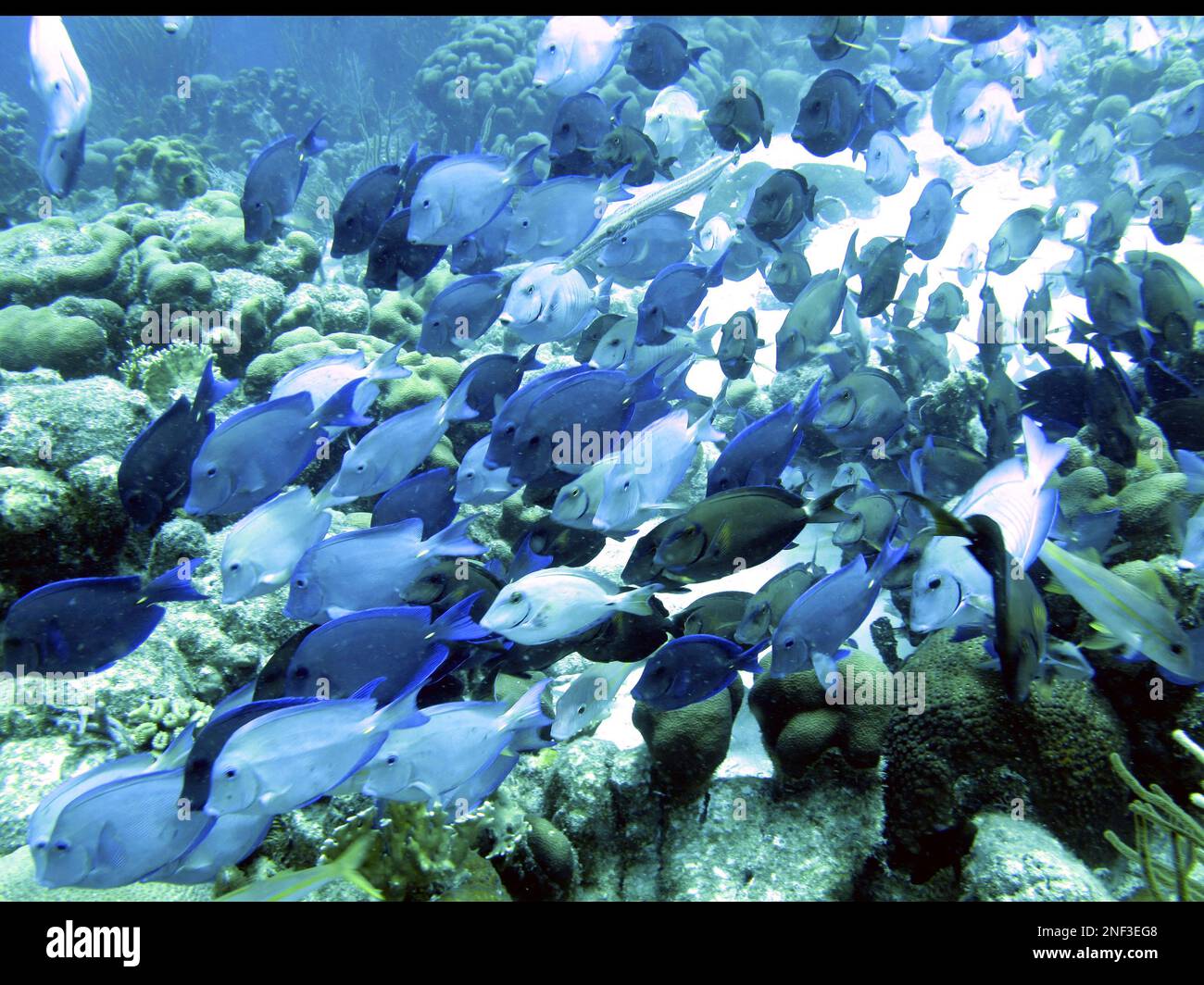 A school of Blue Tang fish are shown in this underwater photograph ...