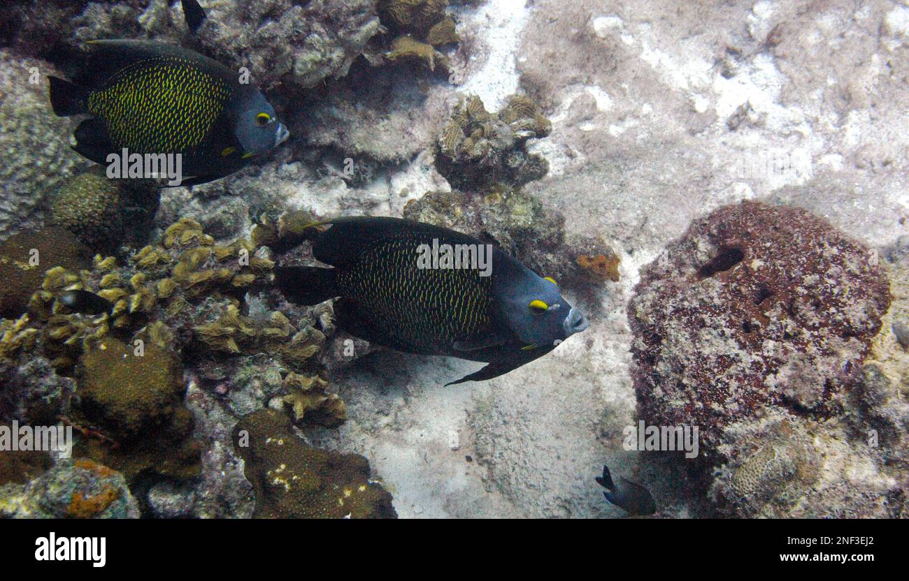 French Angelfish are shown in this underwater photograph taken while ...