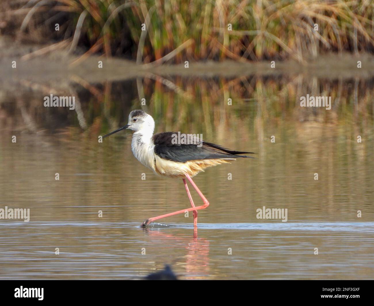 A shallow focus of a black-winged stilt bird walking in the shallow ...
