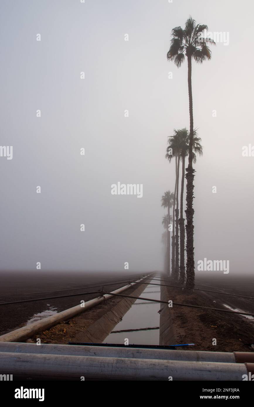 Palm tree irrigation hi-res stock photography and images - Alamy