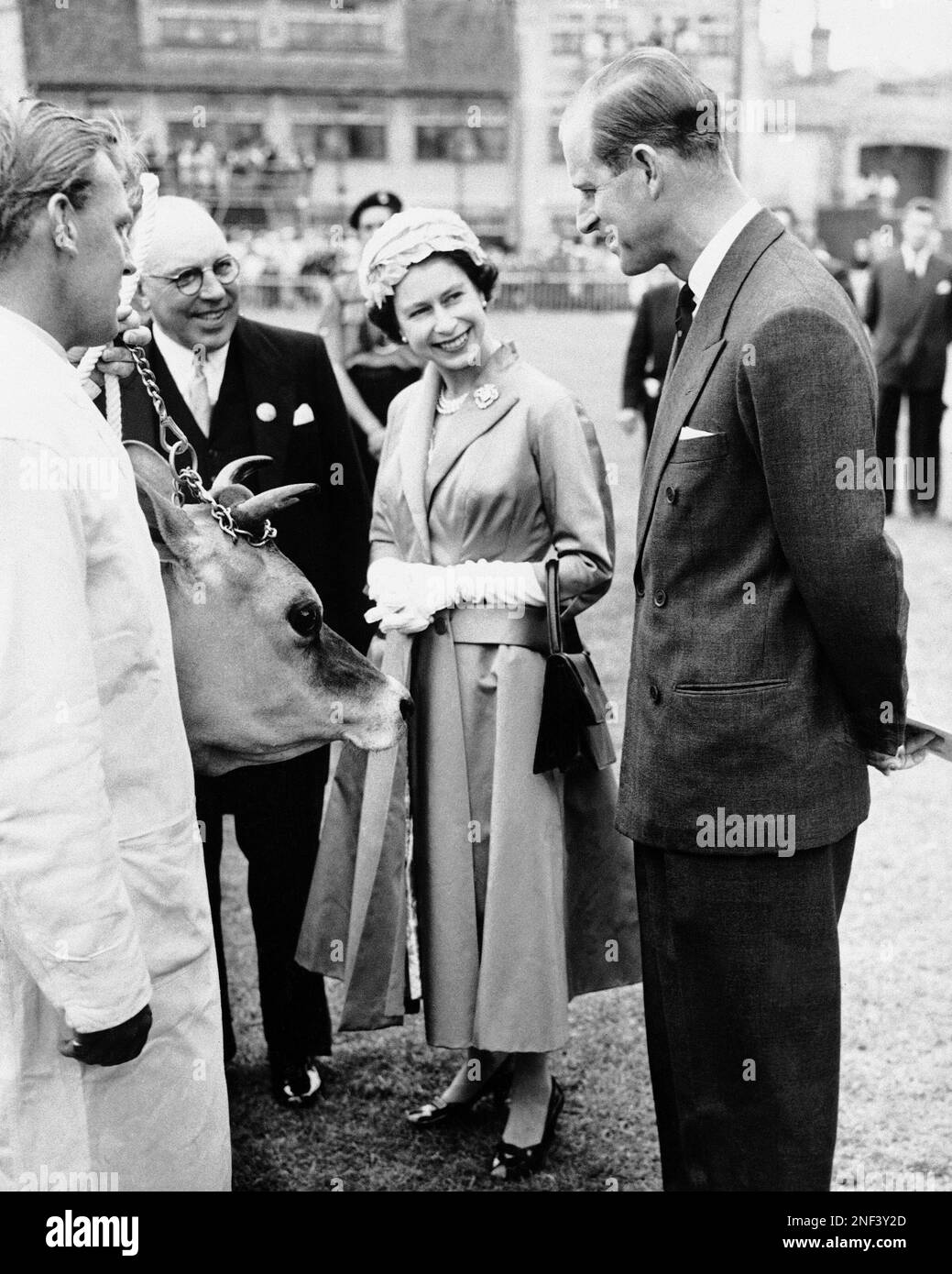A Jersey cow with the resounding name Beauchamp Oxford Lady appears ...