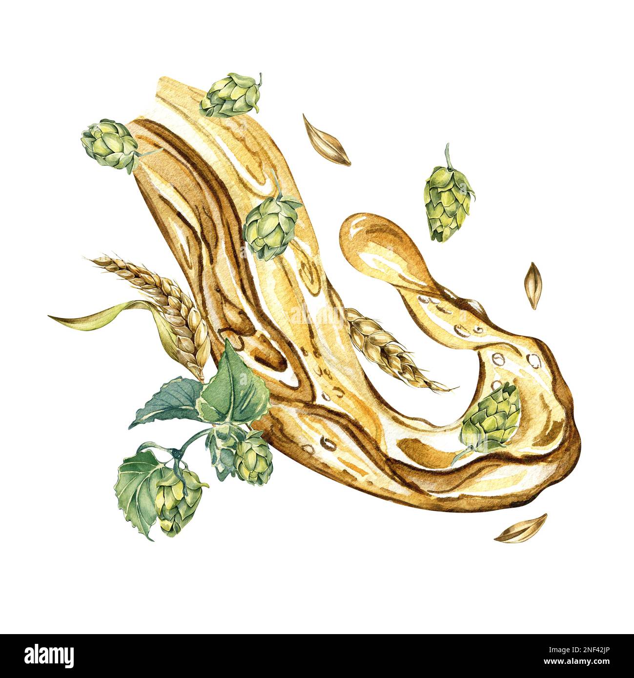 Composition with splash beer, hop cones and wheat ear watercolor ...