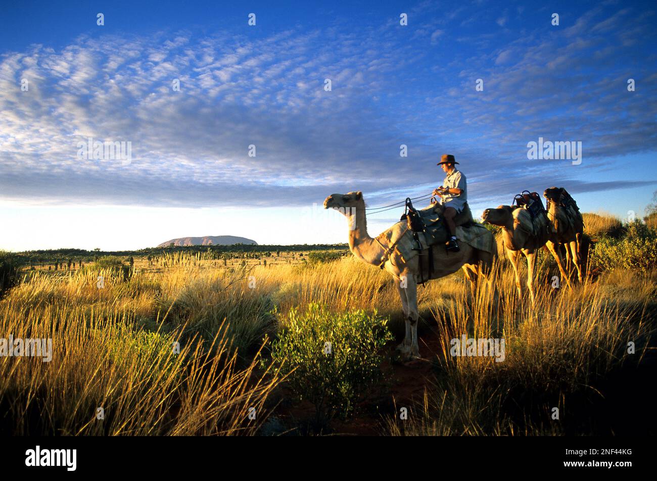 Australia. North territory. Uluru-Kata Tjuta National Park. Camel ...