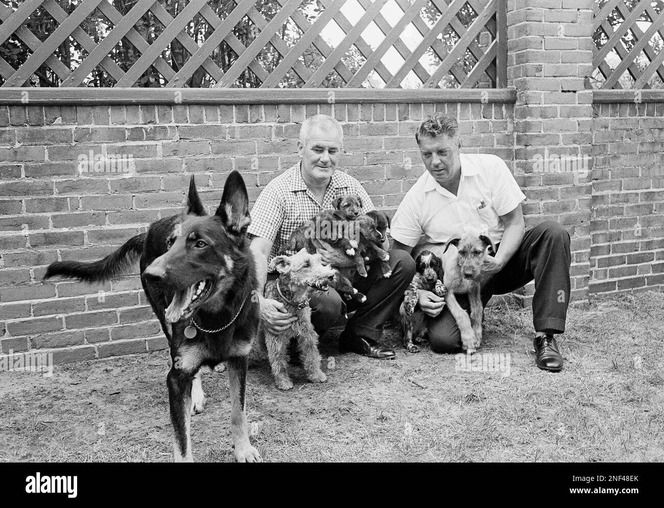 "Clipper" a German shepherd supervises as eight of the nine known dogs ...