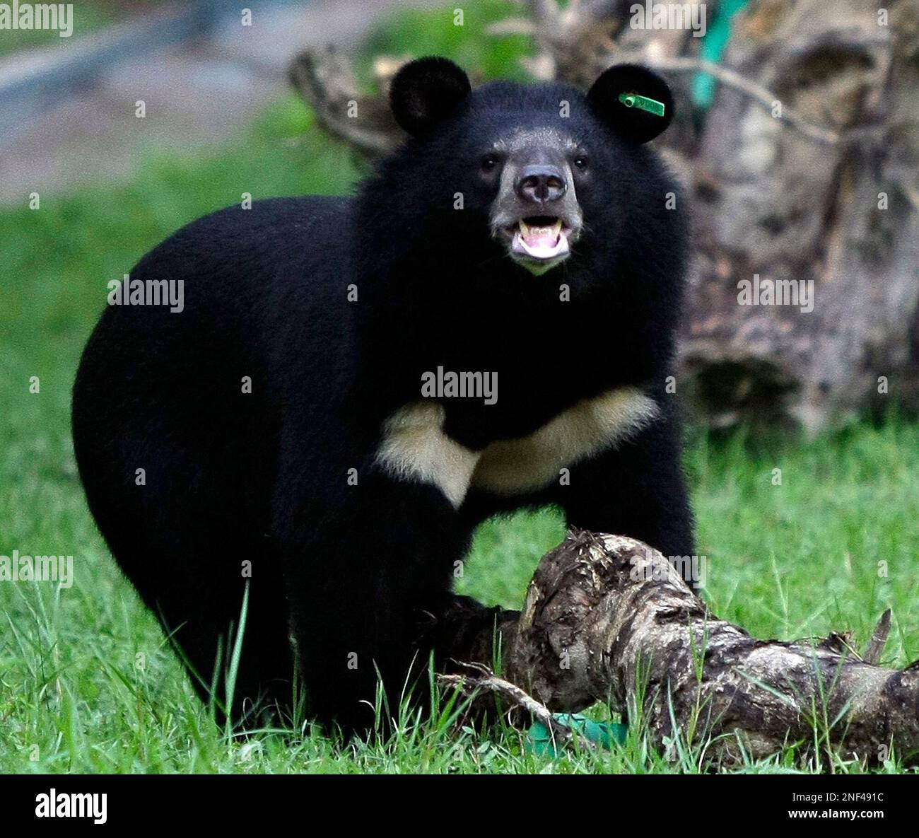 A Moon bear is seen inside the new semi-natural enclosure for Moon ...