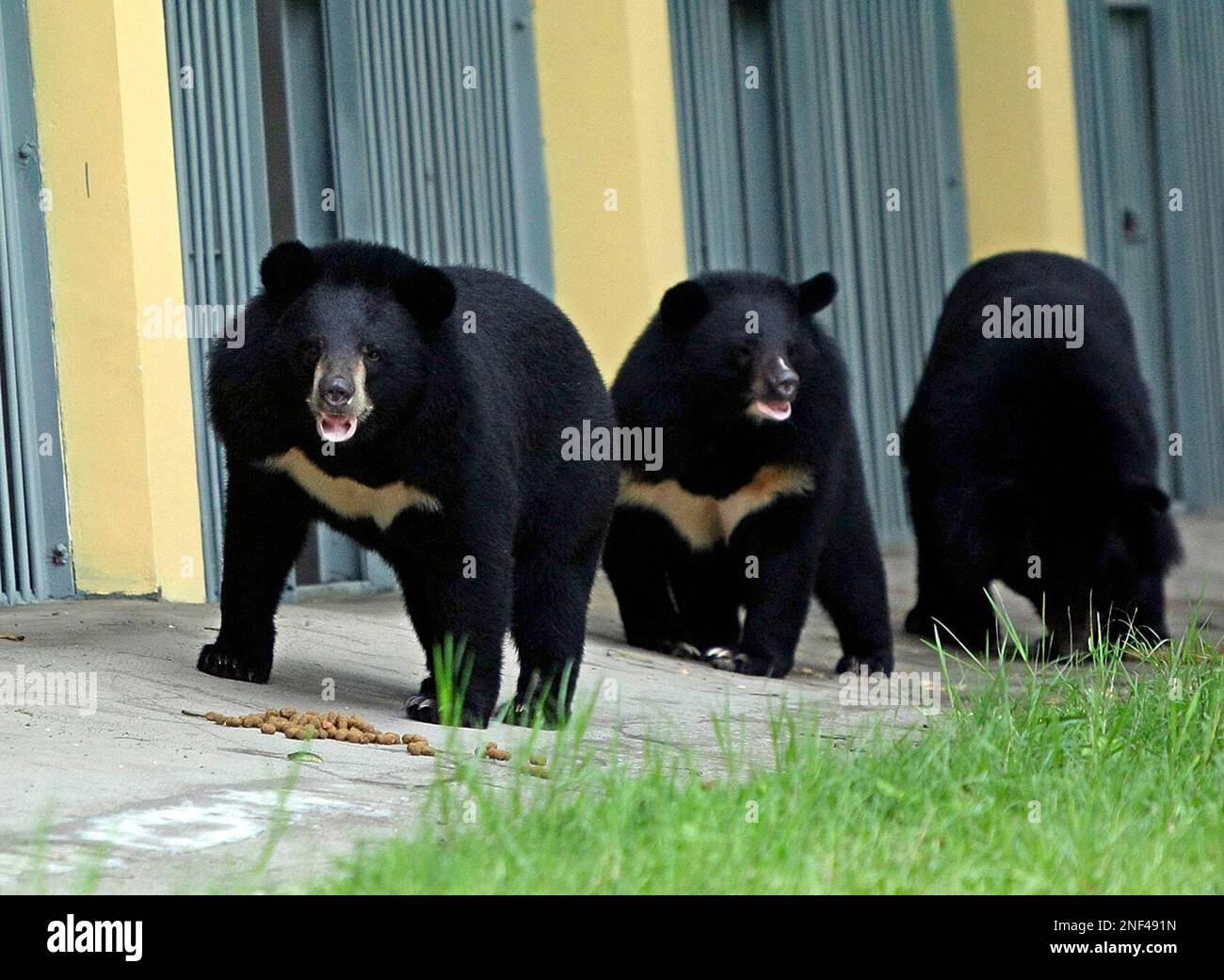 Moon bears are seen inside the new semi-natural enclosure for Moon ...