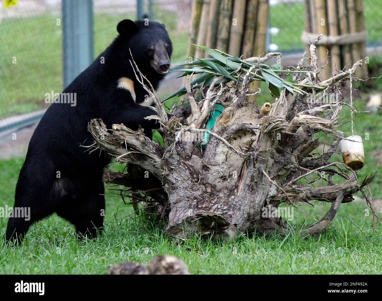 A Moon bear is seen inside the new semi-natural enclosure for Moon ...