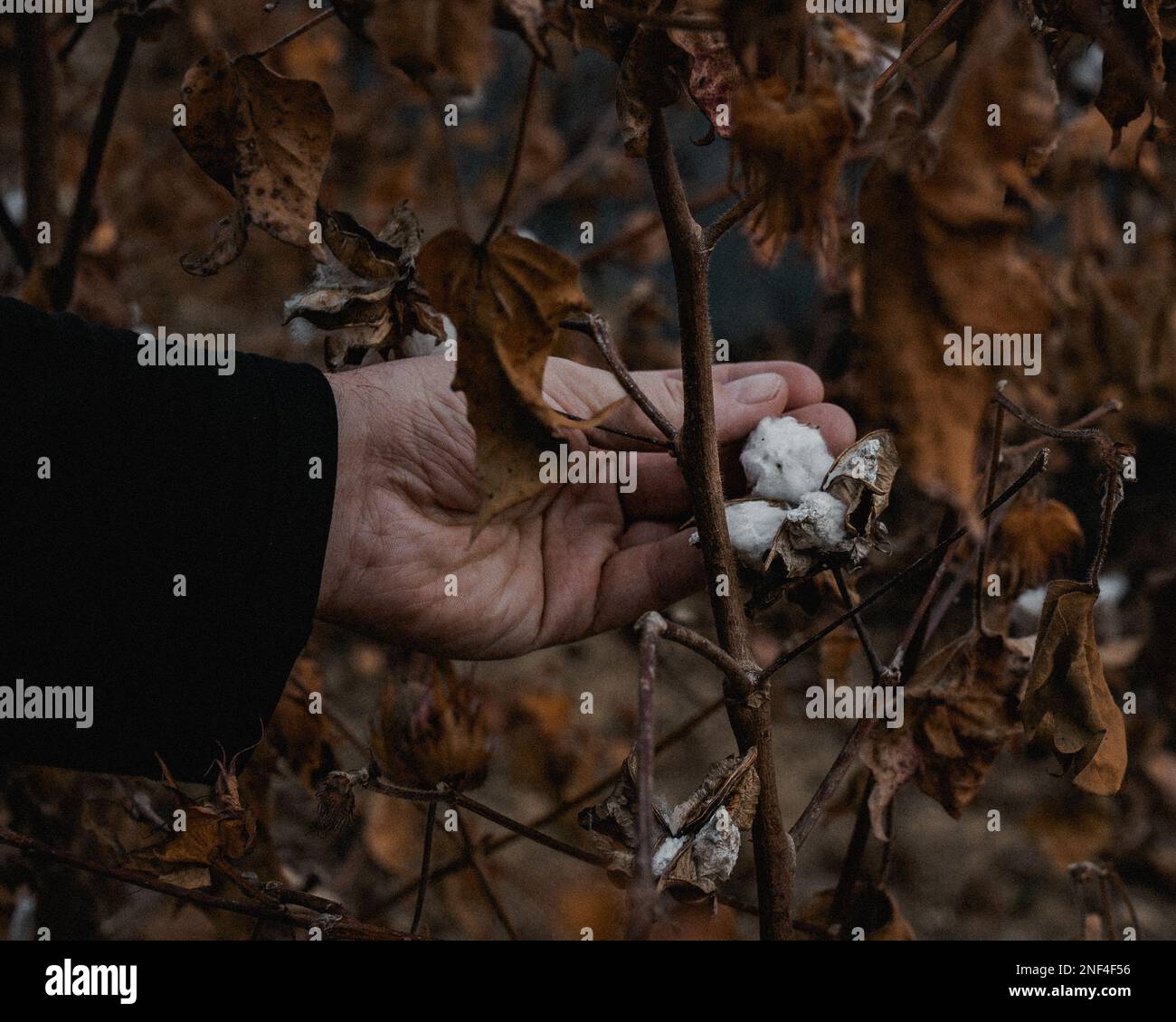 A man touching cotton budding from a cotton plant in a field at Hahoe ...