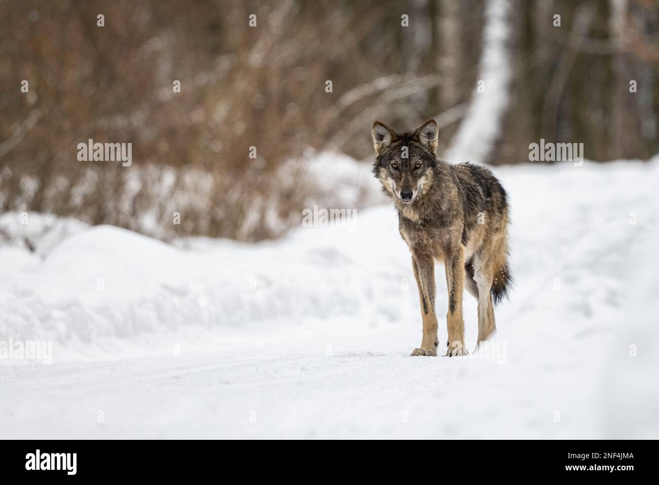 Grey Wolf, Canis lupus. Bieszczady Mountains, Carpathians, Poland Stock ...