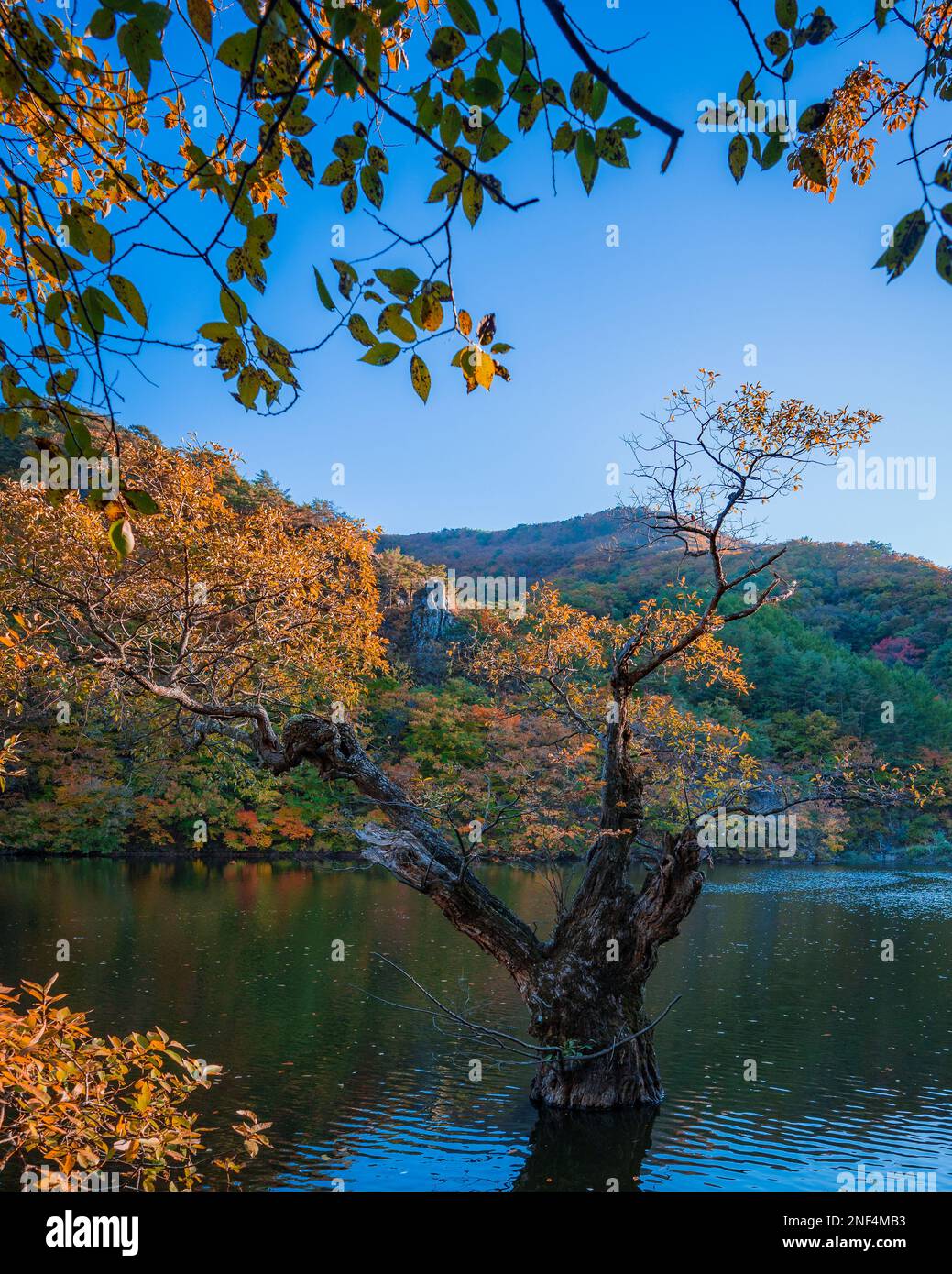 The famous tree on the water at Jusanji Reservoir near Juwangsan during ...