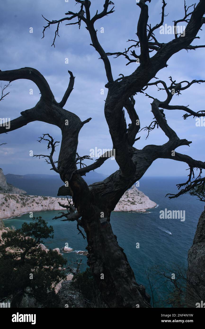 Tree growing rock blue sky background hi-res stock photography and ...