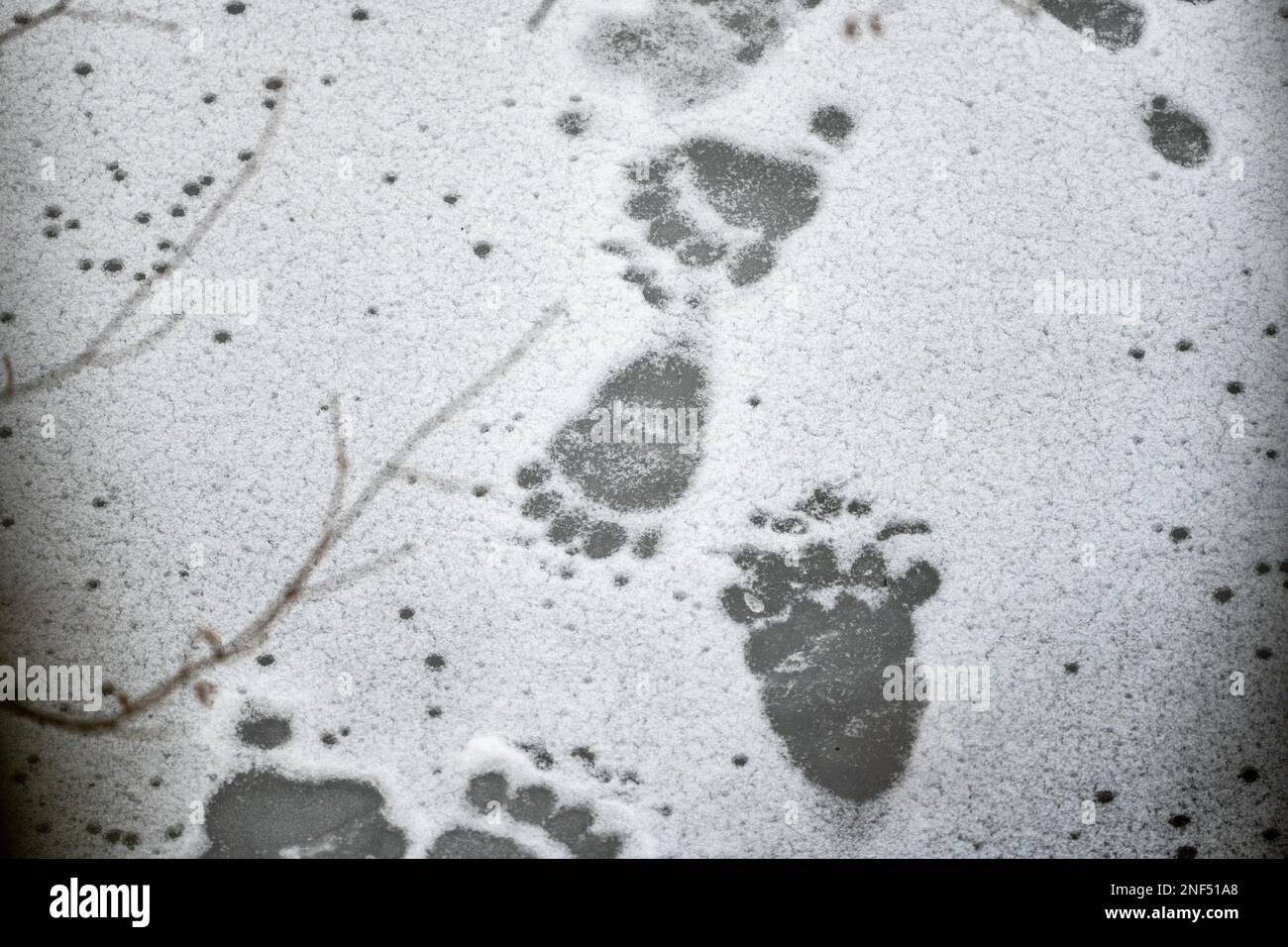 Brown bear, Ursus arctos, footprints in the snow. Bieszczady Mountains ...