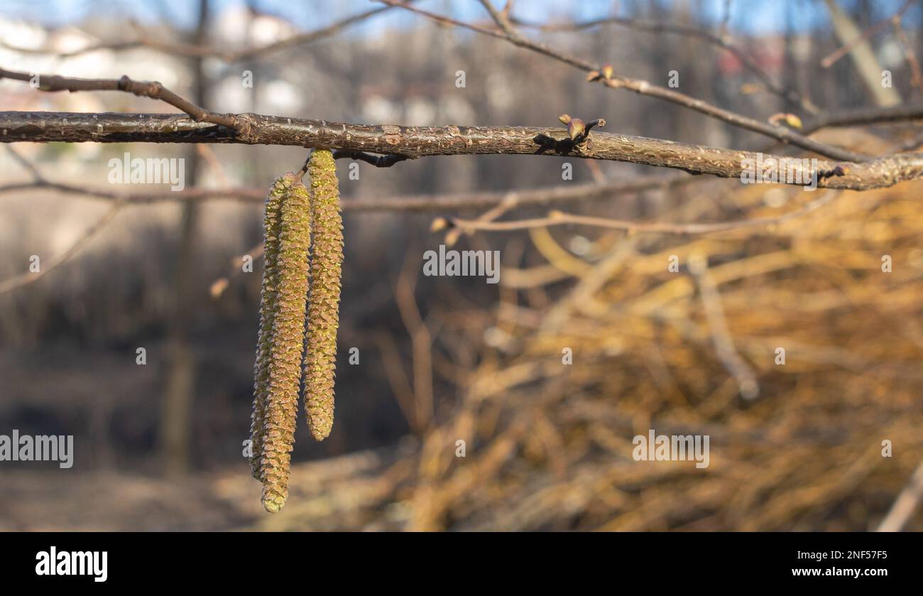 Hazelnut orchard in spring hi-res stock photography and images - Alamy