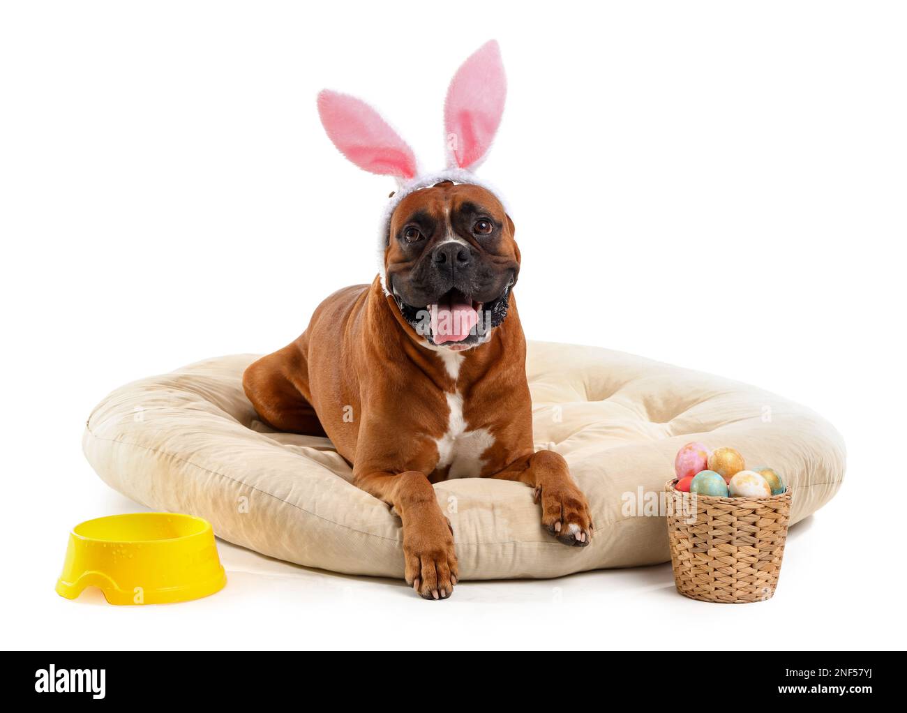 Cute Boxer dog with bunny ears and Easter eggs lying in pet bed on ...