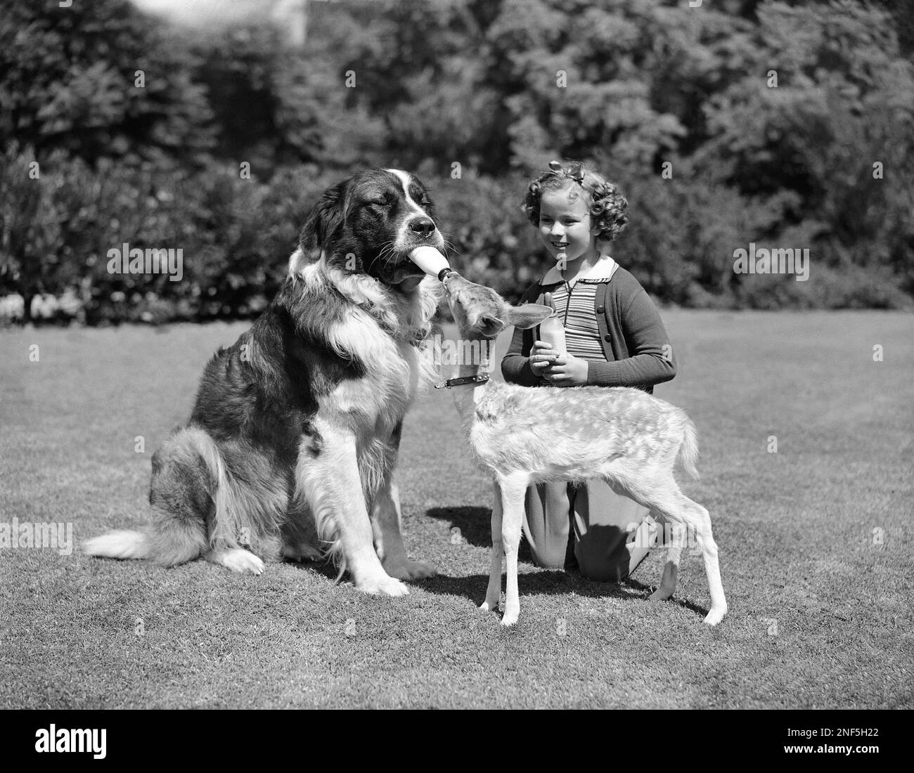 Little Shirley Temple, movie princess, gets a lesson in feeding of Heidi, a seven weeks old fawn ...