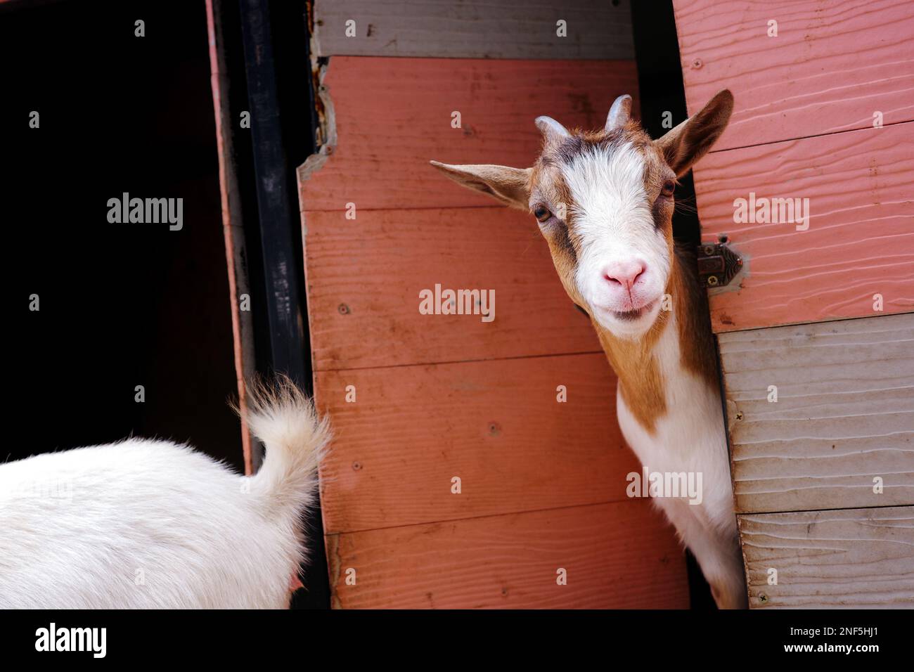 Brown and white mini pygmy goat leans out the face from opened door of ...