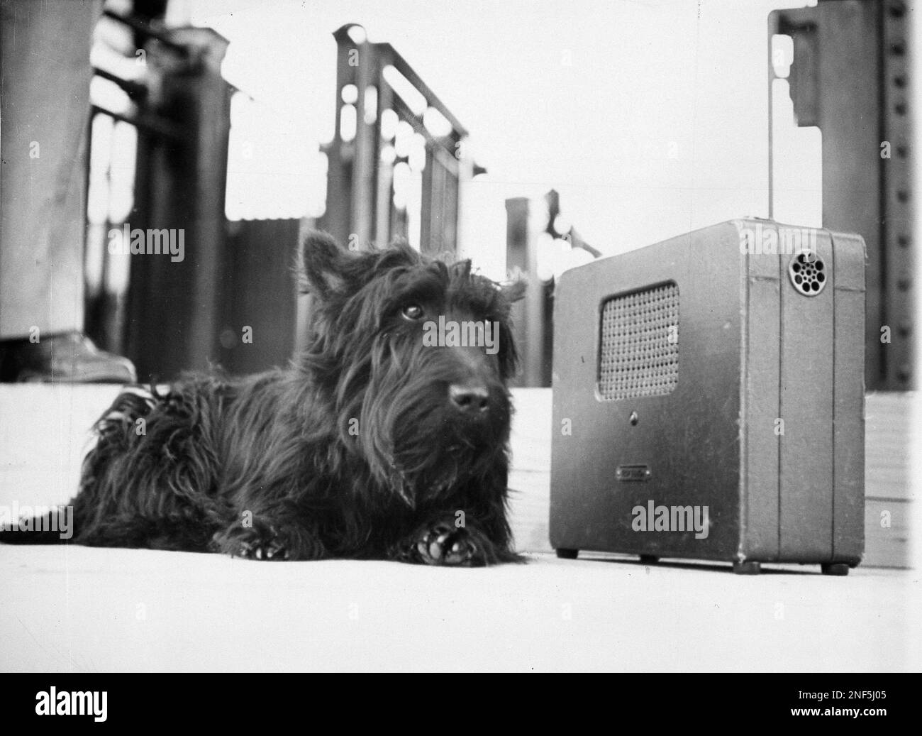 President Franklin Delano Roosevelt's pet Scotty, Fala, sits beside a ...