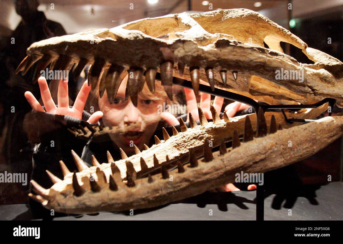 10 year old visitor Theo, reacts, as he looks at an Halisaurus skull of ...