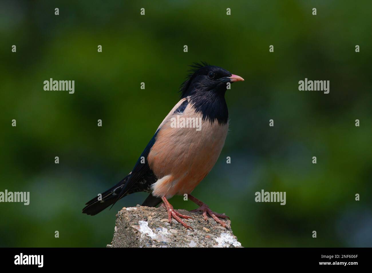 bird watching around on the stone, Rosy Starling, Pastor roseus Stock ...