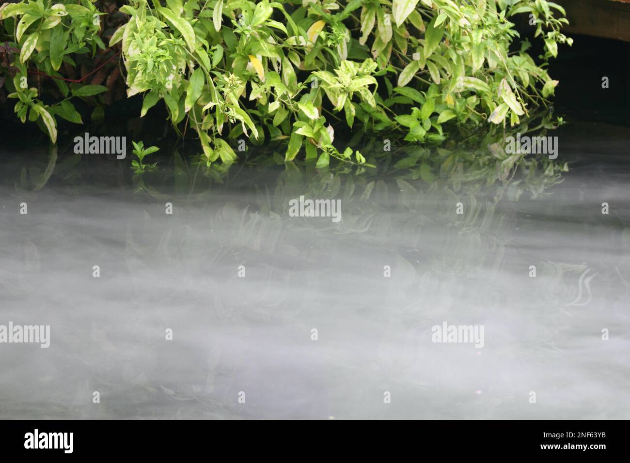 Rising fog with green tree leaf in the background Stock Photo - Alamy