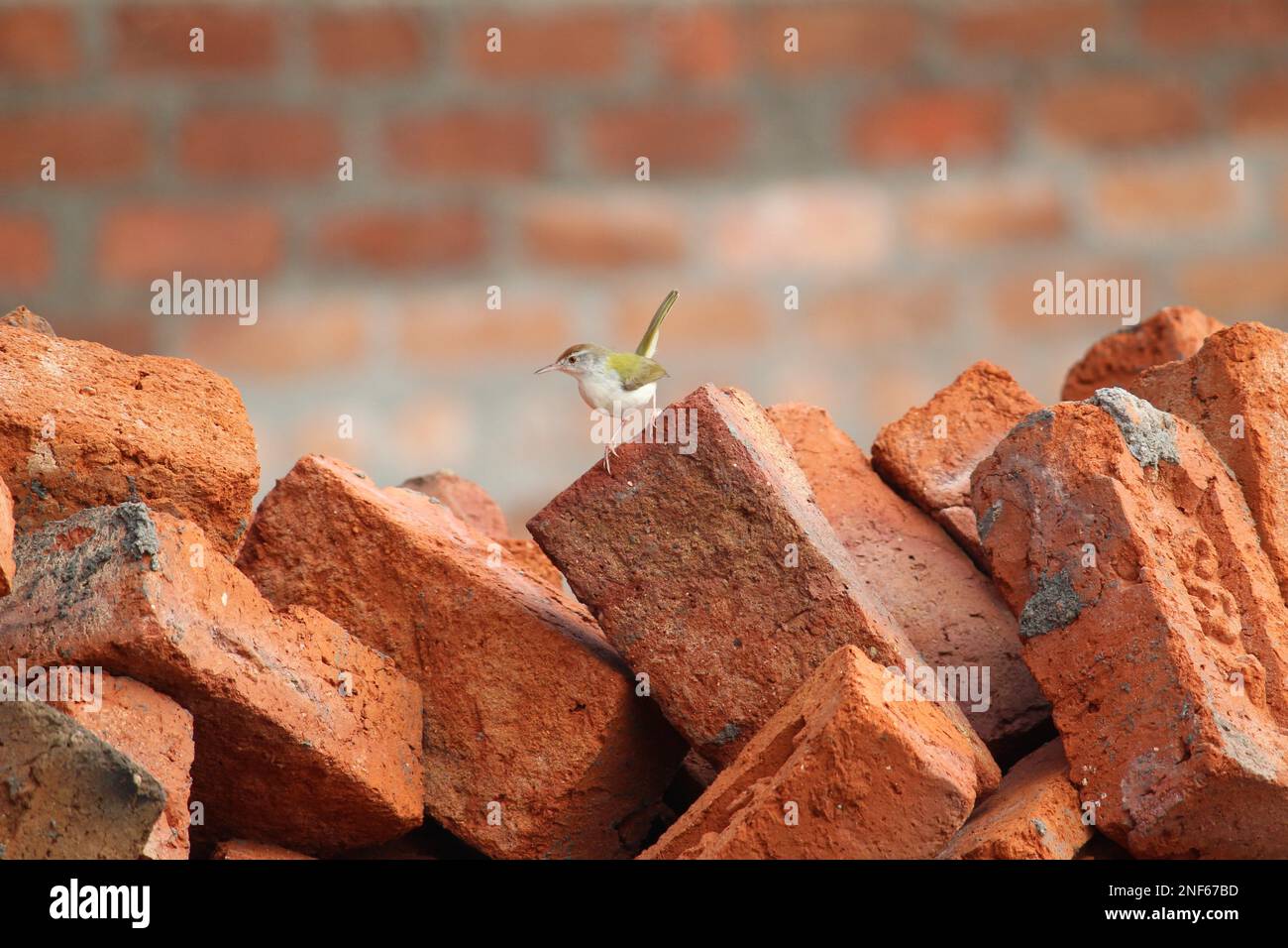Bird on the Bricks at the construction area Stock Photo - Alamy
