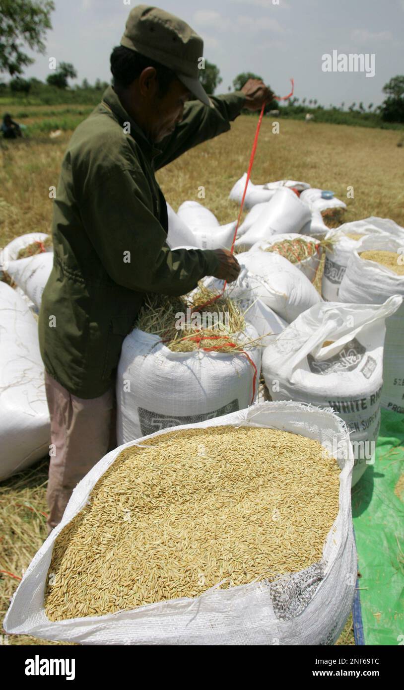 A Cambodian farmer sews a rice sack before his transporting to the rice ...