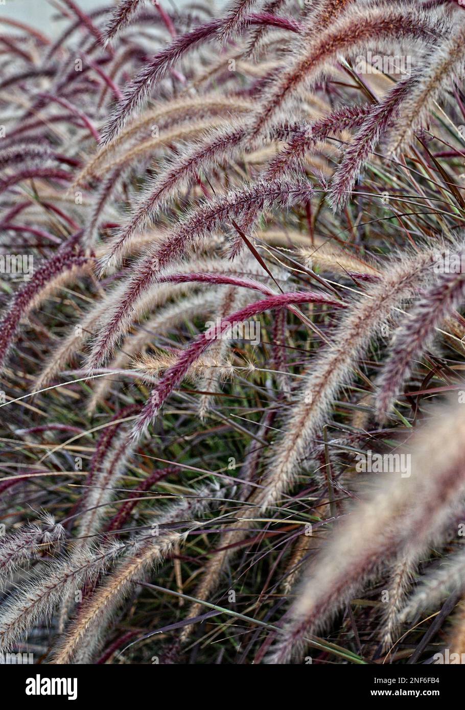Purple fountain grass pennisetum setaceum rubrum deer resistant hi-res ...
