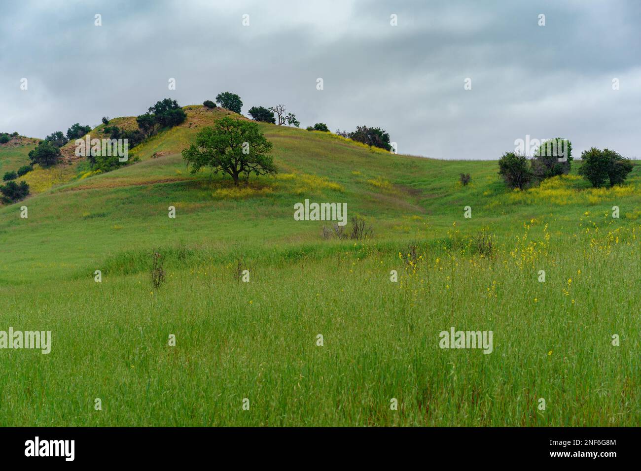 An aerial view of greenery field with trees Stock Photo - Alamy