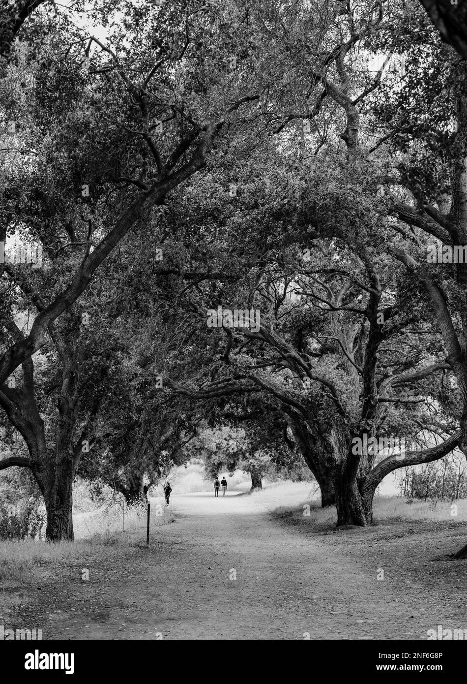 Surrounded by greenery Black and White Stock Photos & Images - Alamy