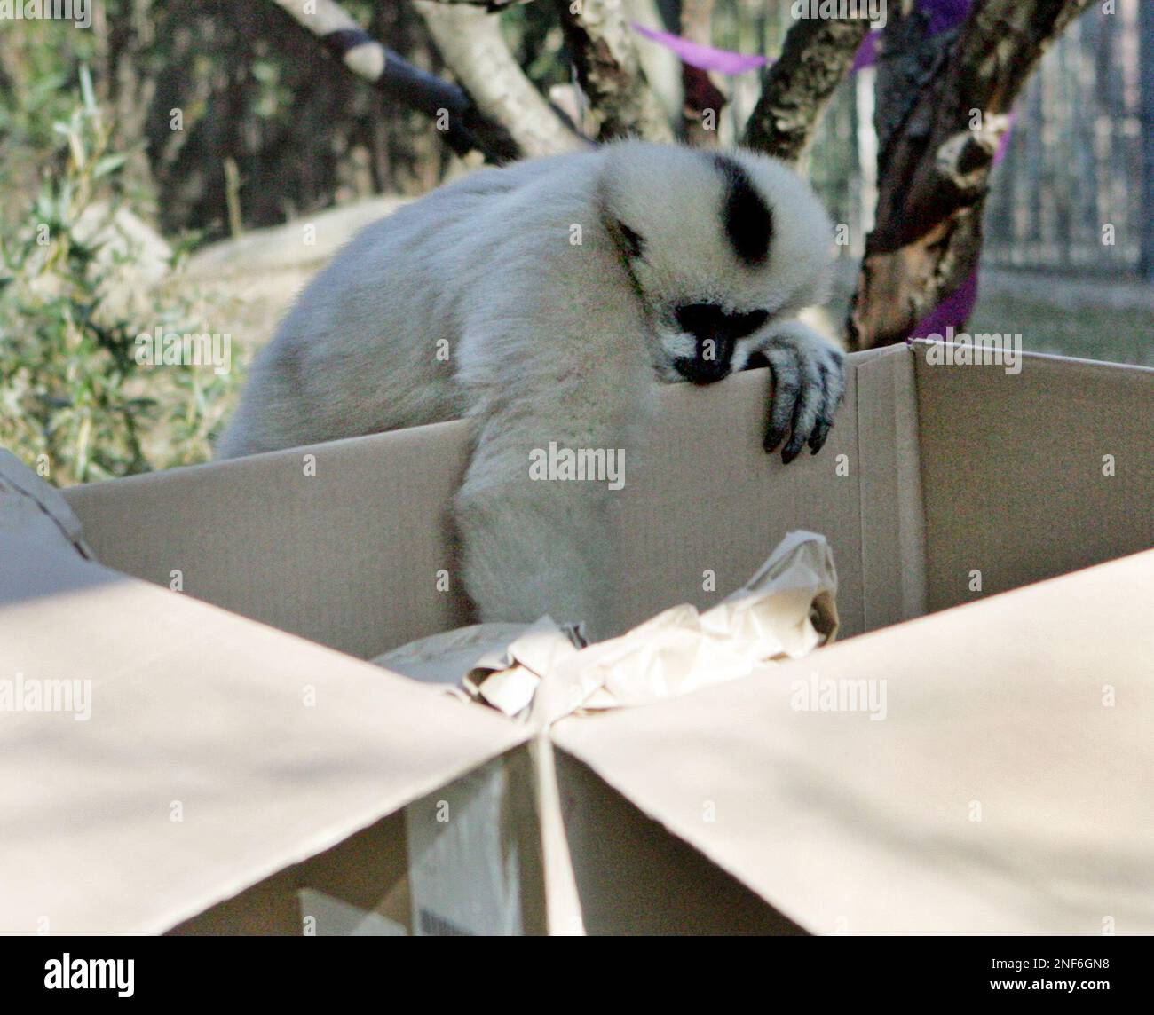 A white-cheeked gibbon explores a box in her exhibit during an ...