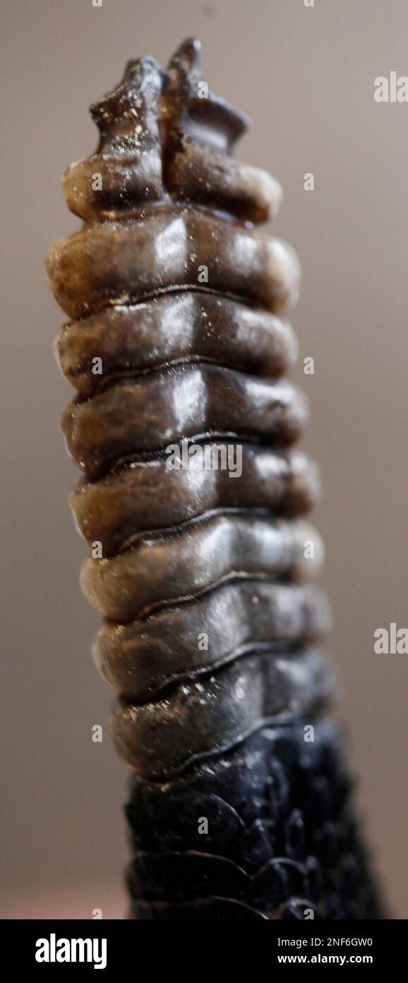 Tom Hudak, not shown, shows a rattlesnake's tail at his home in Avon, N ...