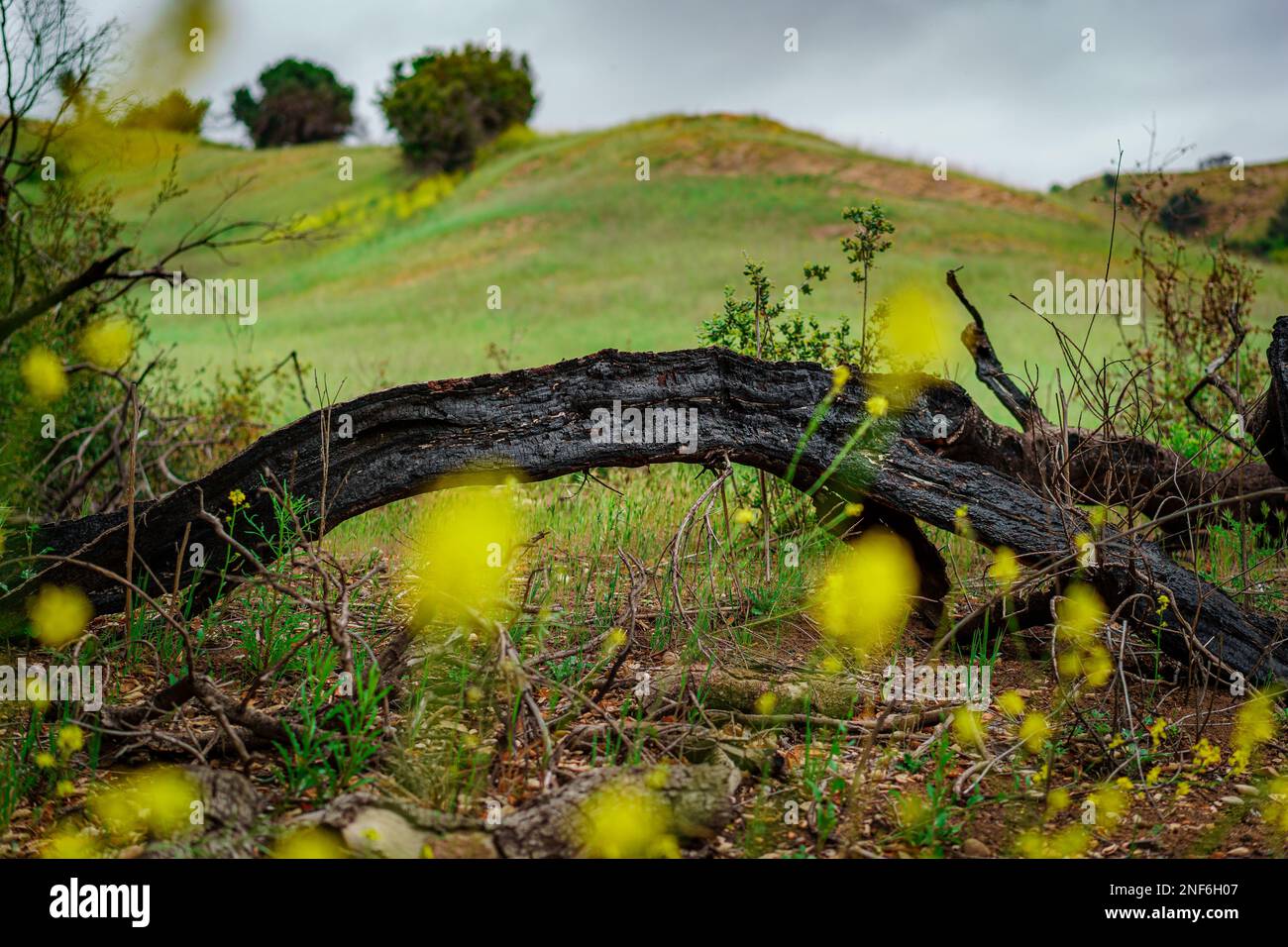 An aerial view of greenery field with trees Stock Photo - Alamy