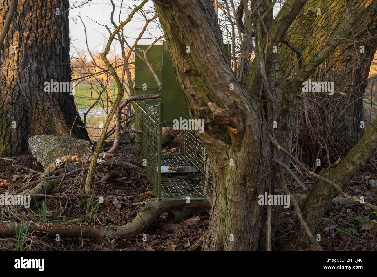 A live trap is placed between trees Stock Photo - Alamy