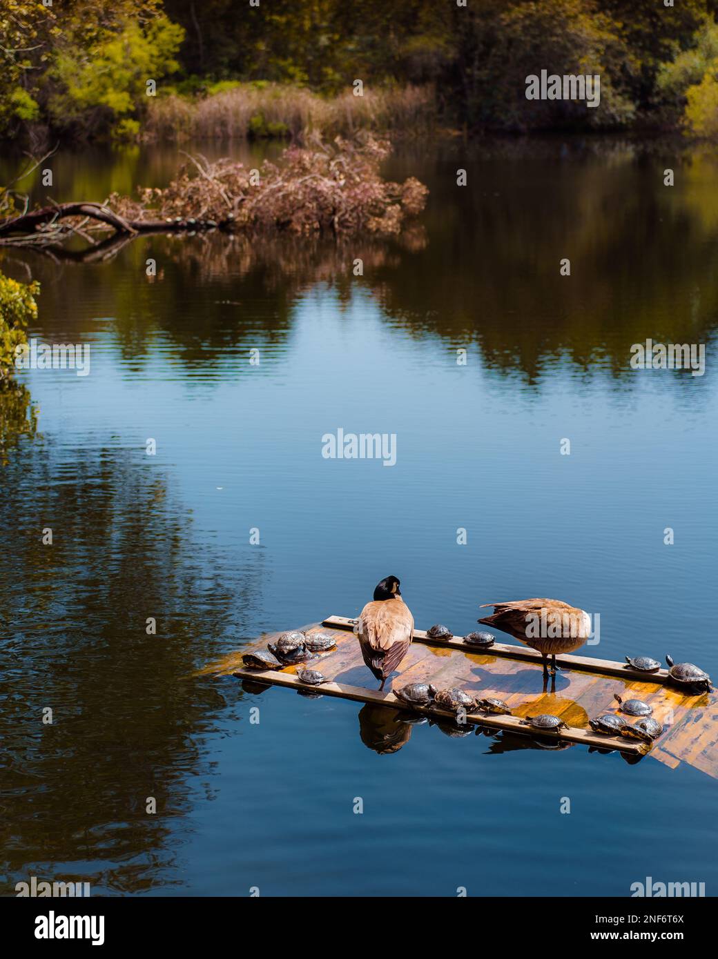Ducks and turtles hi-res stock photography and images - Alamy