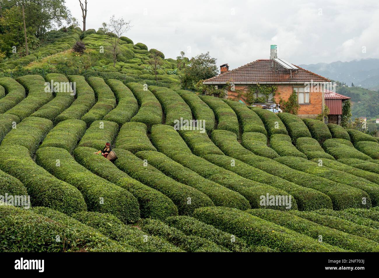 Rural farmers working in tea farming with wooden houses in Rize, Cayeli ...
