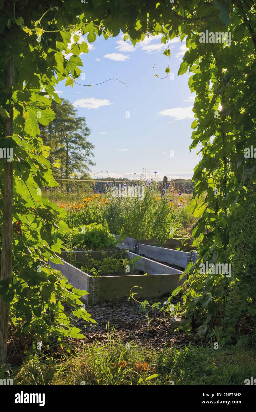 Pallet garden hi-res stock photography and images - Alamy