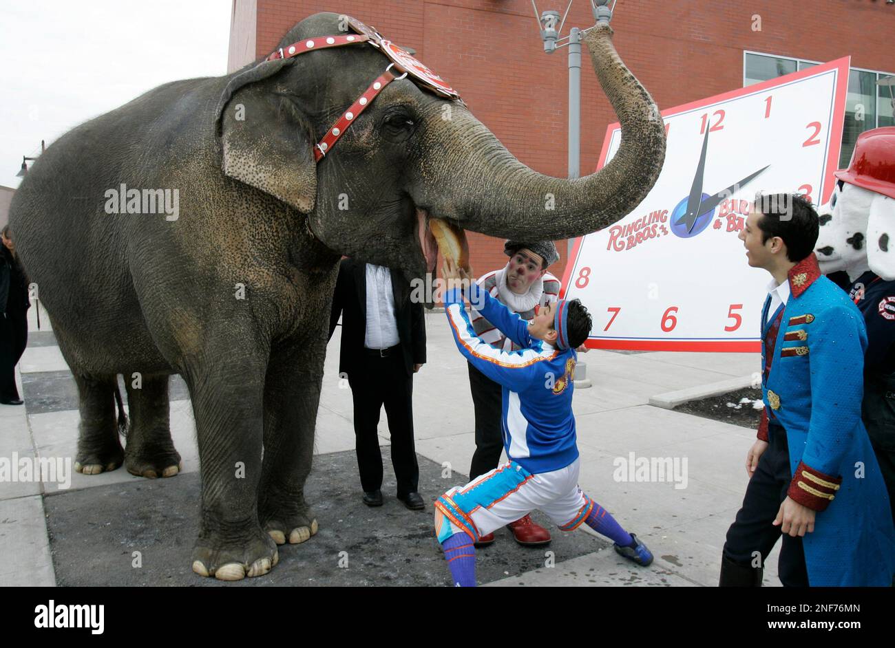Asia, a Ringling Bros. and Barnum & Bailey circus elephant, gets a loaf ...