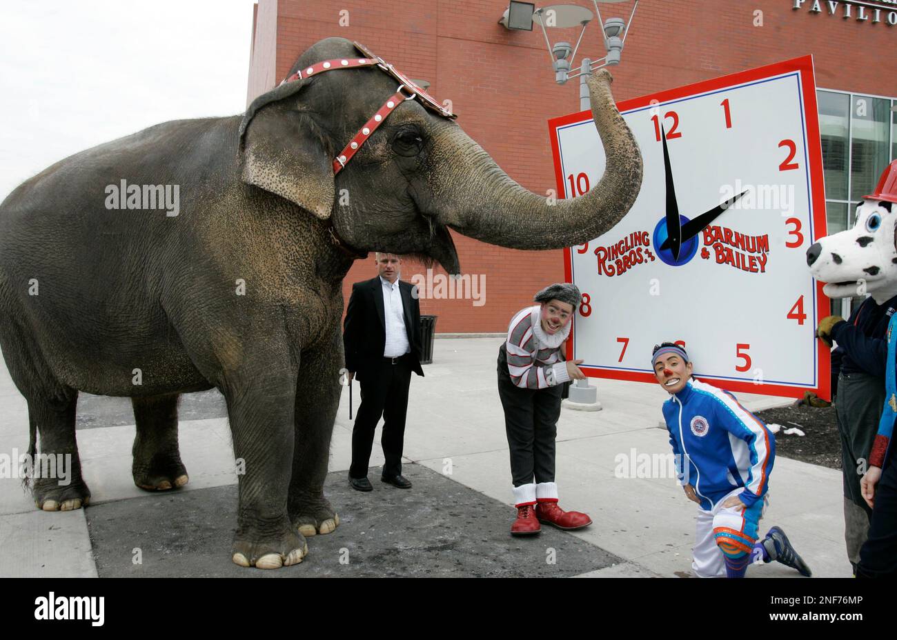 Asia, a Ringling Bros. and Barnum & Bailey circus elephant, appears ...